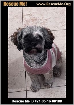 - Florida Dog Rescue - ADOPTIONS - Rescue Me!