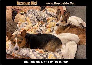 - Oregon Dog Rescue - ADOPTIONS - Rescue Me!