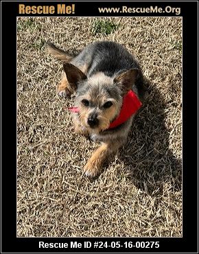 - Texas Yorkie Rescue - ADOPTIONS - Rescue Me!