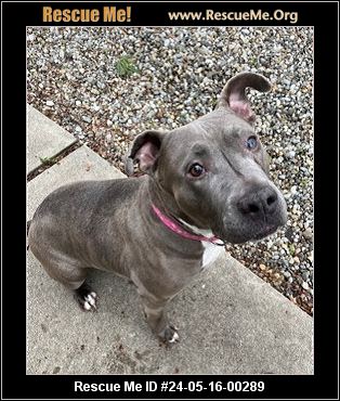 - New Jersey Dog Rescue - ADOPTIONS - Rescue Me!