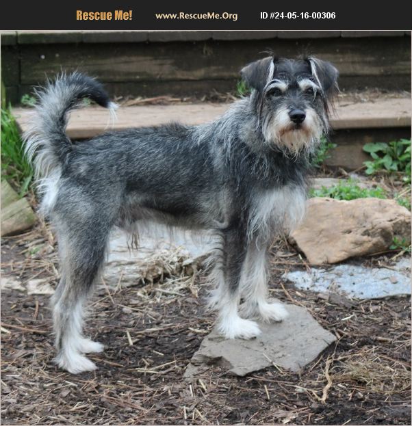 ADOPT 24051600306 ~ Schnauzer Rescue ~ Montgomery County, PA