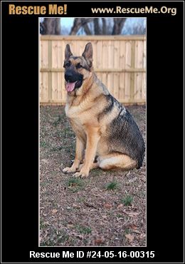 - Tennessee German Shepherd Rescue - ADOPTIONS - Rescue Me!