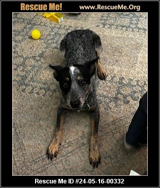 - North Carolina Dog Rescue - ADOPTIONS - Rescue Me!