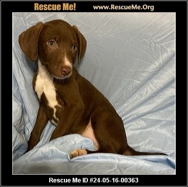- New Jersey Dog Rescue - ADOPTIONS - Rescue Me!