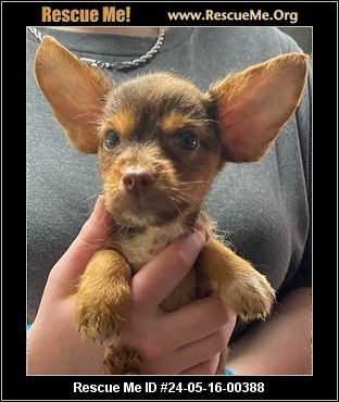 - New Jersey Dog Rescue - ADOPTIONS - Rescue Me!