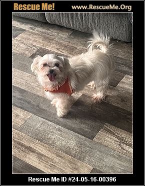 - Wisconsin Maltese Rescue - ADOPTIONS - Rescue Me!