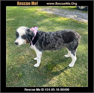 - Oklahoma Dog Rescue - ADOPTIONS - Rescue Me!