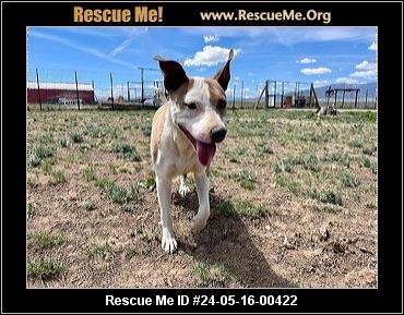 - Colorado Dog Rescue - ADOPTIONS - Rescue Me!