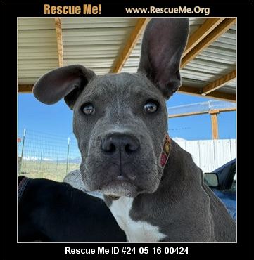 - Colorado Dog Rescue - ADOPTIONS - Rescue Me!