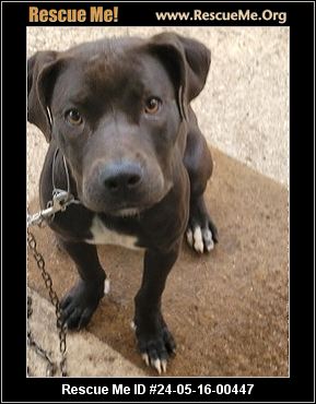 - Texas Pit Bull Rescue - ADOPTIONS - Rescue Me!