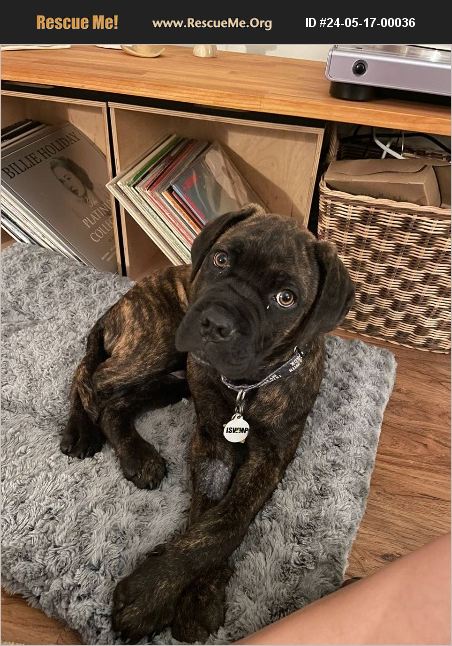 ADOPT 24051700036 ~ Mastiff Rescue ~ Los Angeles, CA