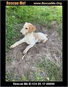 - Florida Poodle Rescue - ADOPTIONS - Rescue Me!