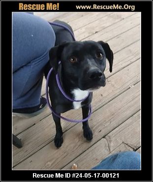 - Tennessee Dog Rescue - ADOPTIONS - Rescue Me!