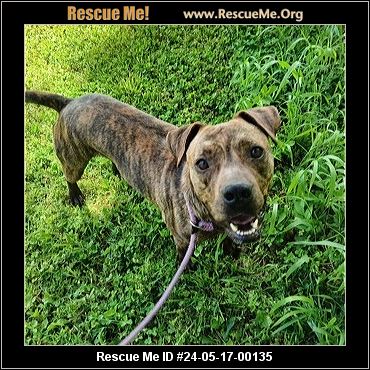 - Tennessee Mountain Cur Rescue - ADOPTIONS - Rescue Me!