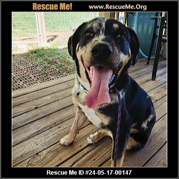 - Tennessee Dog Rescue - ADOPTIONS - Rescue Me!