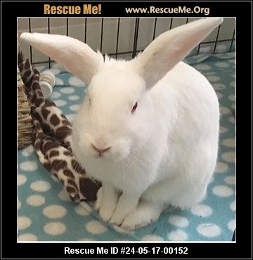 - California Rabbit Rescue - ADOPTIONS - Rescue Me!