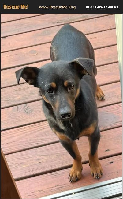 ADOPT 24051700180 ~ Miniature Pinscher Rescue ~ Stark County, OH