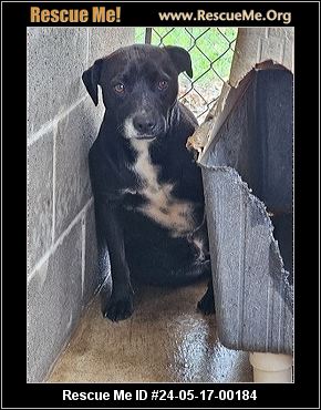 - Tennessee Dog Rescue - ADOPTIONS - Rescue Me!