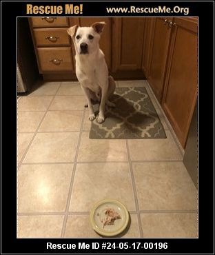 - Virginia Siberian Husky Rescue - ADOPTIONS - Rescue Me!