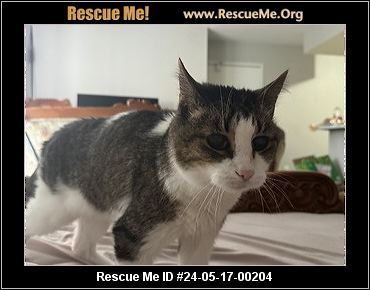 - Michigan Cat Rescue - ADOPTIONS - Rescue Me!