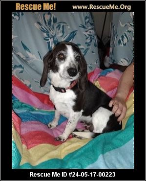 - New Jersey Dog Rescue - ADOPTIONS - Rescue Me!