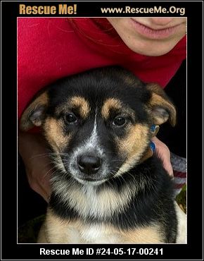 - New Jersey Dog Rescue - ADOPTIONS - Rescue Me!