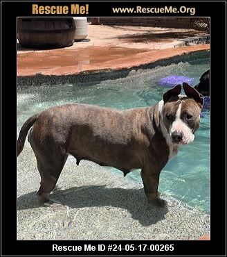 - Arizona Bull Terrier Rescue - ADOPTIONS - Rescue Me!