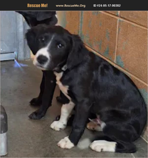 ADOPT 24051700302 ~ Border Collie Rescue ~ , FL