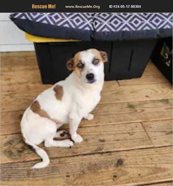 ADOPT 24051700304 ~ Jack Russell Rescue ~ , FL