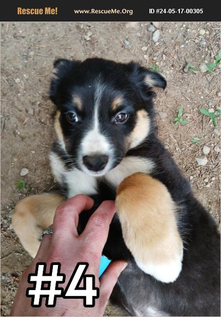 ADOPT 24051700305 ~ Australian Shepherd Rescue ~ Gig Harbor, WA