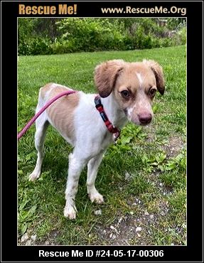 - New York Dog Rescue - ADOPTIONS - Rescue Me!