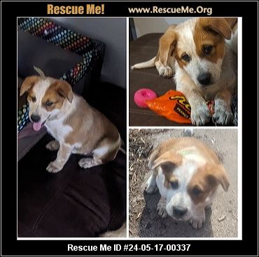- Minnesota Dog Rescue - ADOPTIONS - Rescue Me!
