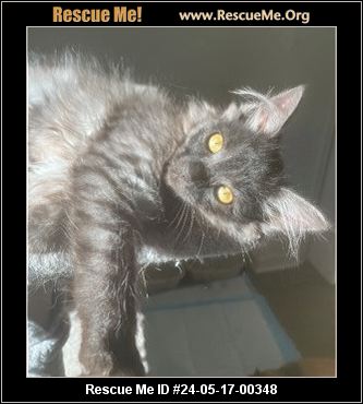 - Virginia Cat Rescue - ADOPTIONS - Rescue Me!