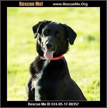 - Pennsylvania Dog Rescue - ADOPTIONS - Rescue Me!