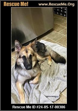 - Indiana German Shepherd Rescue - ADOPTIONS - Rescue Me!
