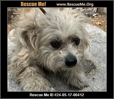 - California Maltese Rescue - ADOPTIONS - Rescue Me!