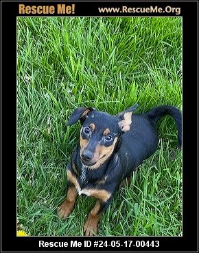 - New York Dog Rescue - ADOPTIONS - Rescue Me!