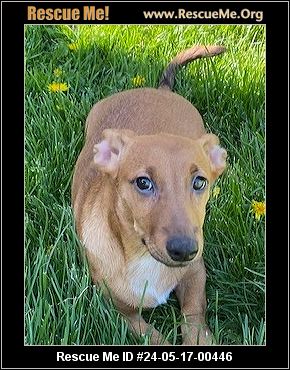 - New York Dog Rescue - ADOPTIONS - Rescue Me!