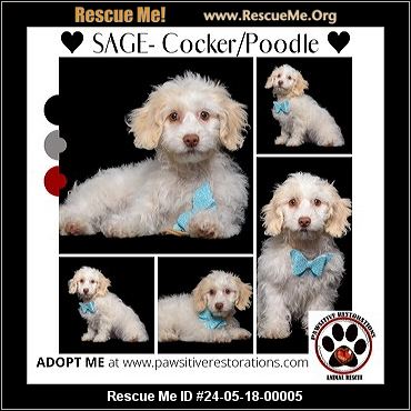 - Colorado Dog Rescue - ADOPTIONS - Rescue Me!