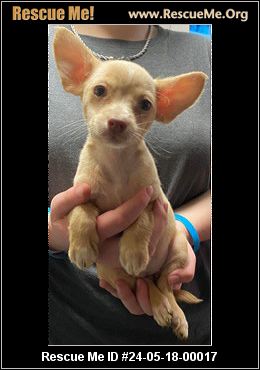 - New Jersey Dog Rescue - ADOPTIONS - Rescue Me!