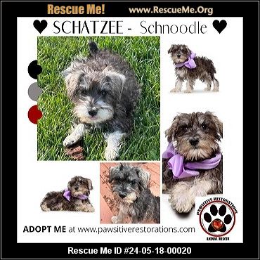 - Colorado Dog Rescue - ADOPTIONS - Rescue Me!