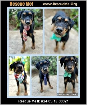 - California Airedale Rescue - ADOPTIONS - Rescue Me!