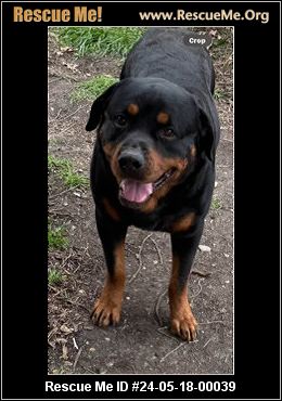 - Texas Rottweiler Rescue - ADOPTIONS - Rescue Me!