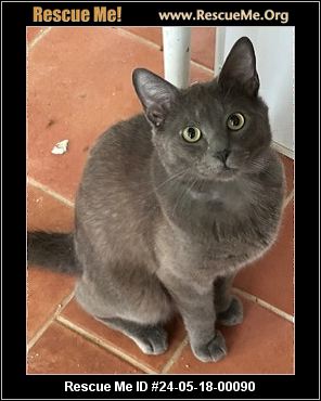 - Virginia Cat Rescue - ADOPTIONS - Rescue Me!