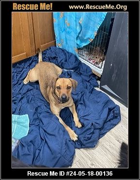 - Pennsylvania Dog Rescue - ADOPTIONS - Rescue Me!