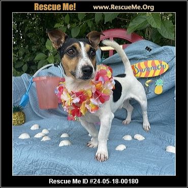 - Florida Jack Russell Rescue - ADOPTIONS - Rescue Me!