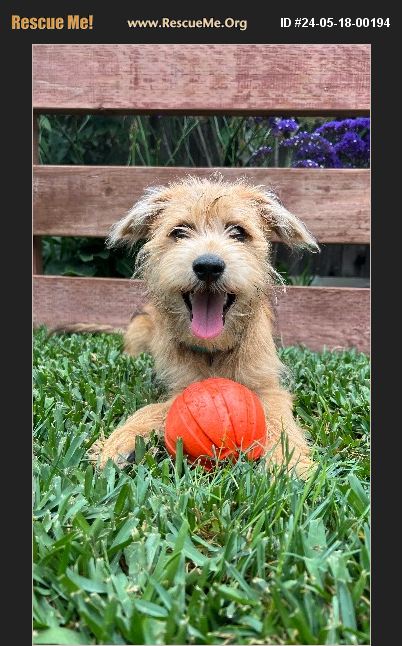 ADOPT 24051800194 ~ Airedale Rescue ~ Newport Beach, CA