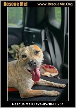 - North Carolina Dog Rescue - ADOPTIONS - Rescue Me!