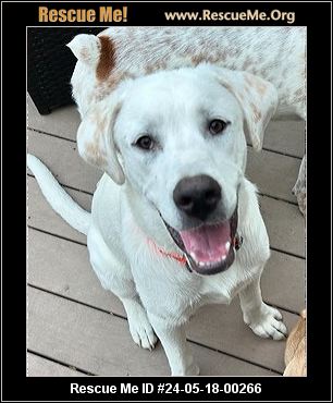 - New York Dog Rescue - ADOPTIONS - Rescue Me!