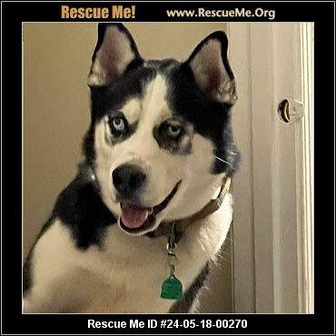 - Virginia Siberian Husky Rescue - ADOPTIONS - Rescue Me!